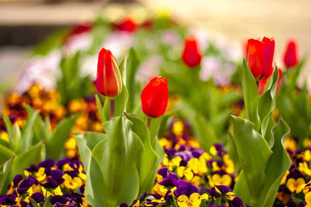 死ぬ気とはなにか | JUN SENSEI